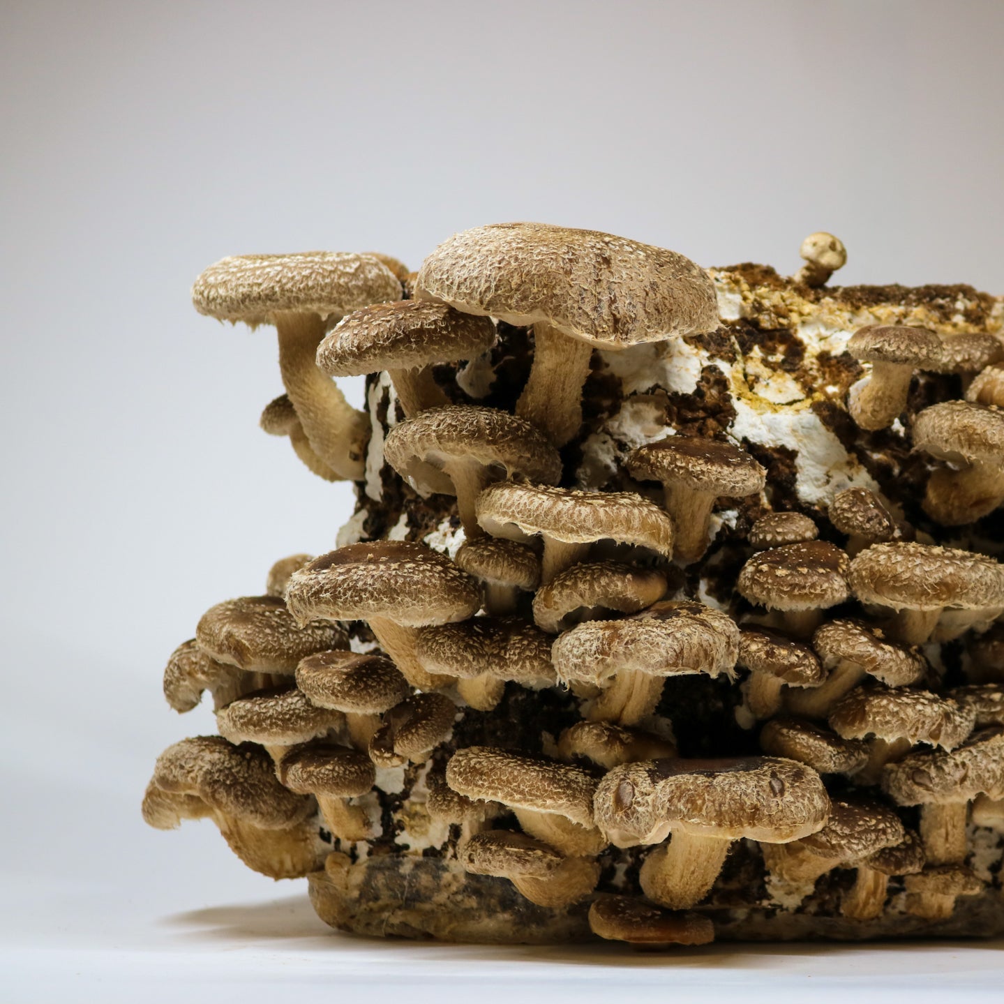 Grow Kit - Cogumelo Shitake